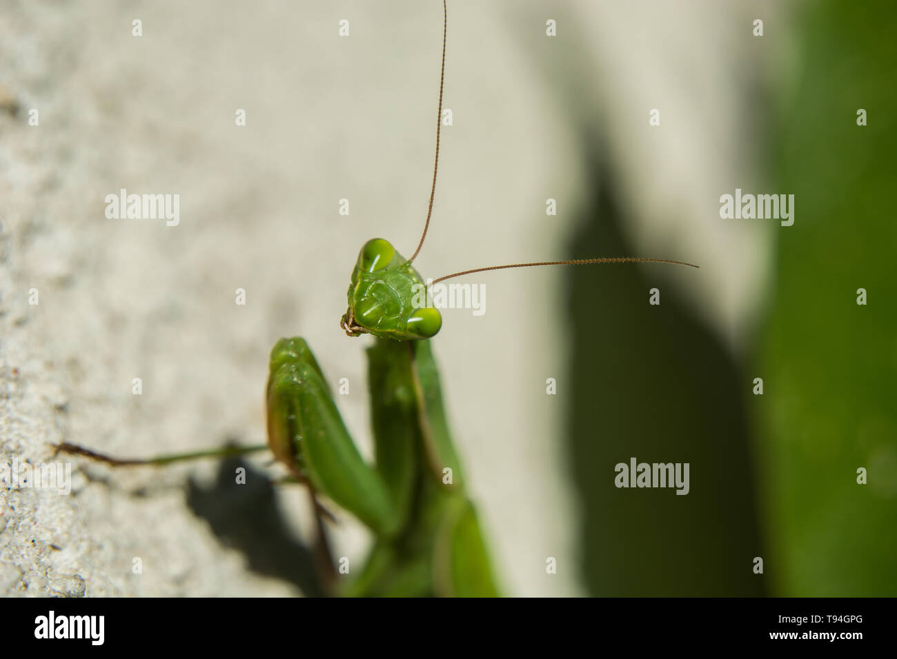 Photo with mantis religiosa hi-res stock photography and images - Alamy