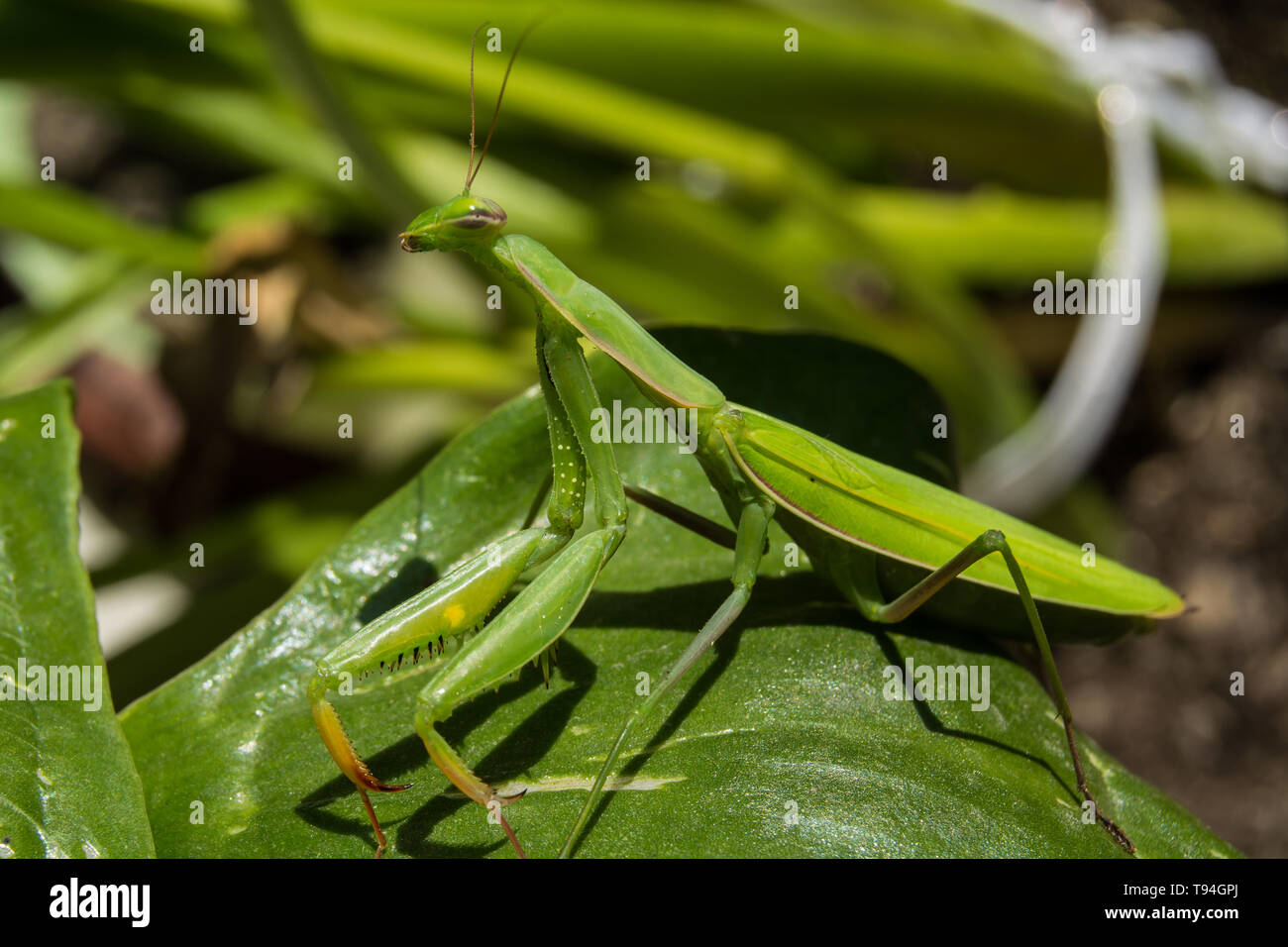 Mantis face hi-res stock photography and images - Alamy
