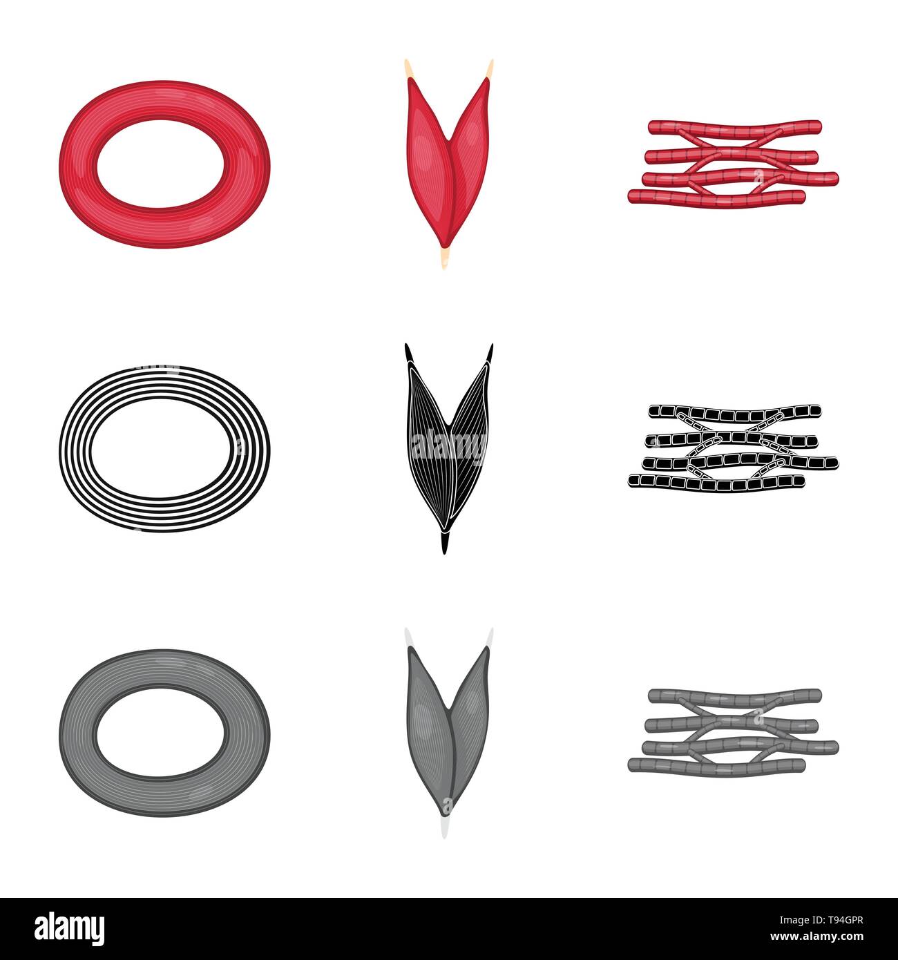 Vector design of fiber and muscular icon. Set of fiber and body stock ...