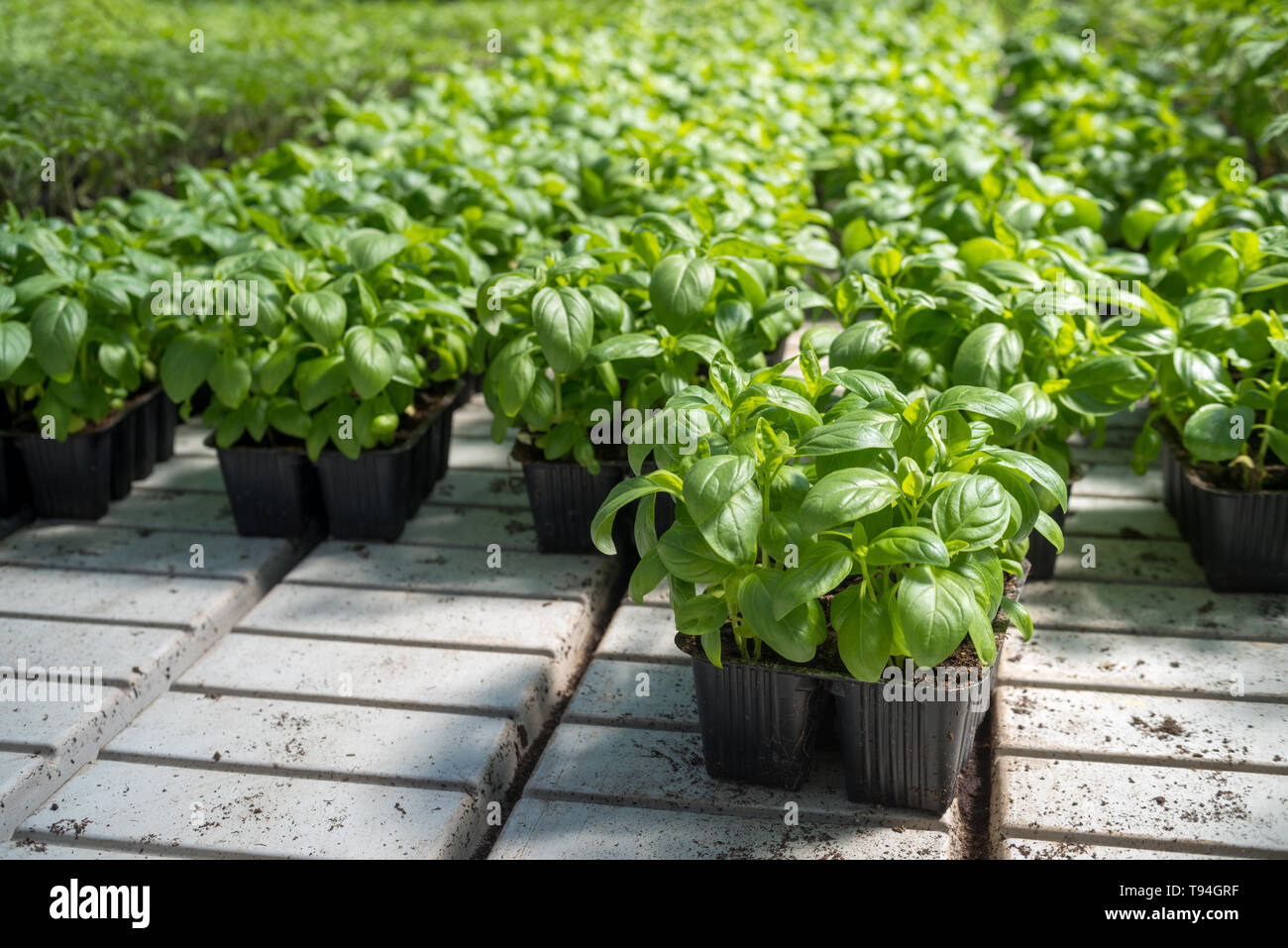 Young organic basil cultivation in seed trays Stock Photo - Alamy