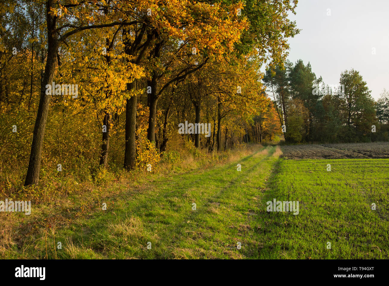 Road next to autumnal orange forest and fields Stock Photo - Alamy