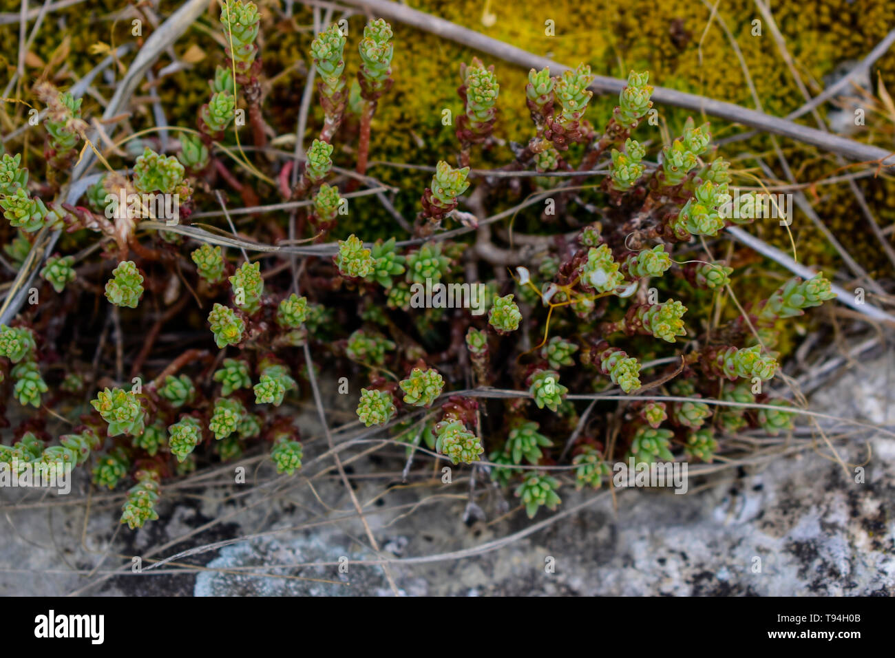 Beautiful stone patterns hi-res stock photography and images - Alamy