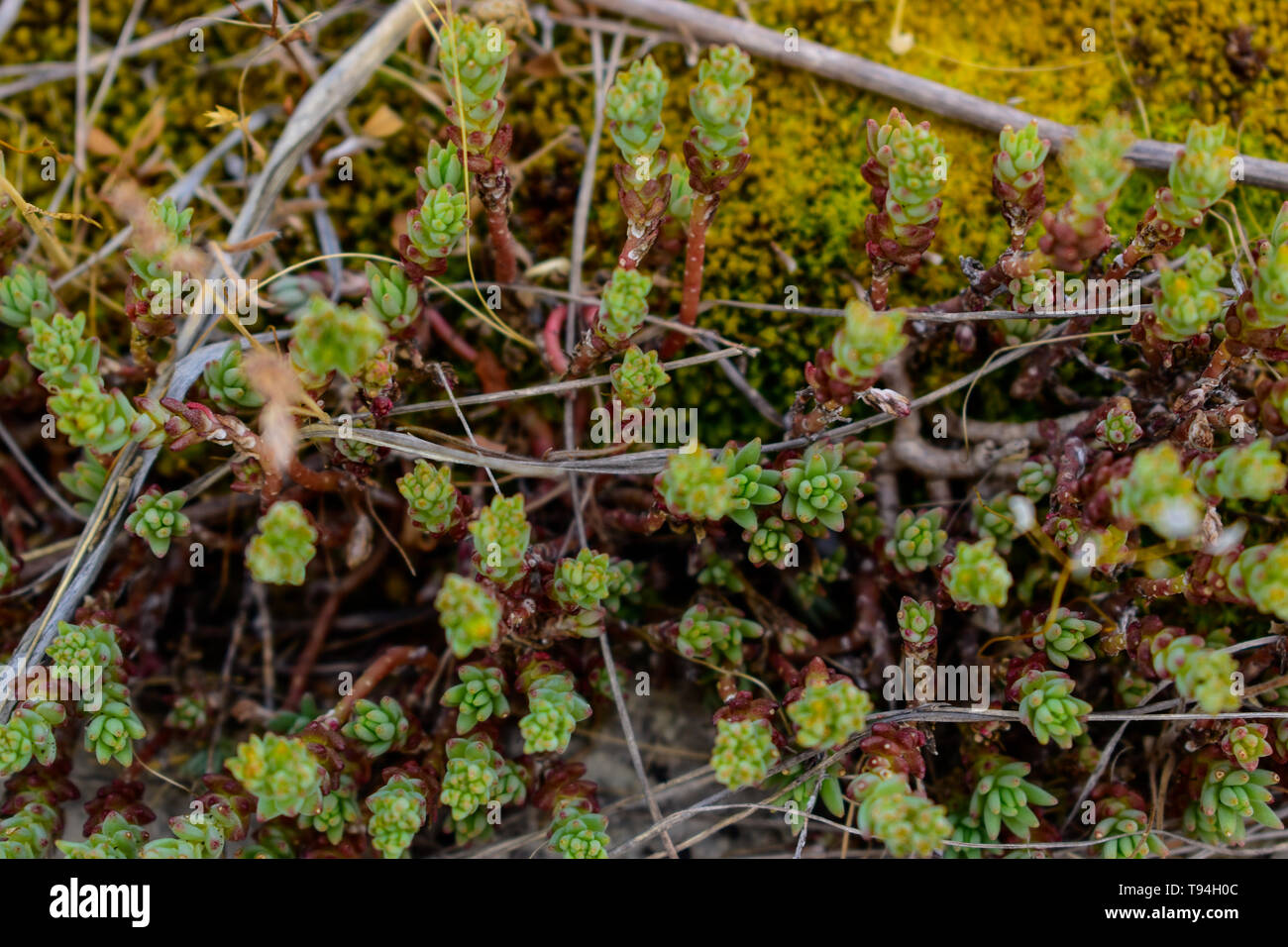 Beautiful stone patterns hi-res stock photography and images - Alamy