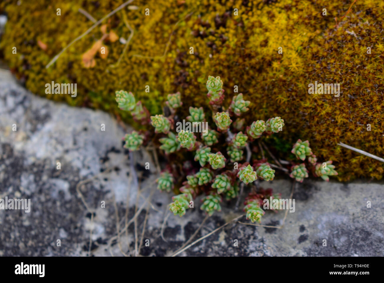 Beautiful stone patterns hi-res stock photography and images - Alamy
