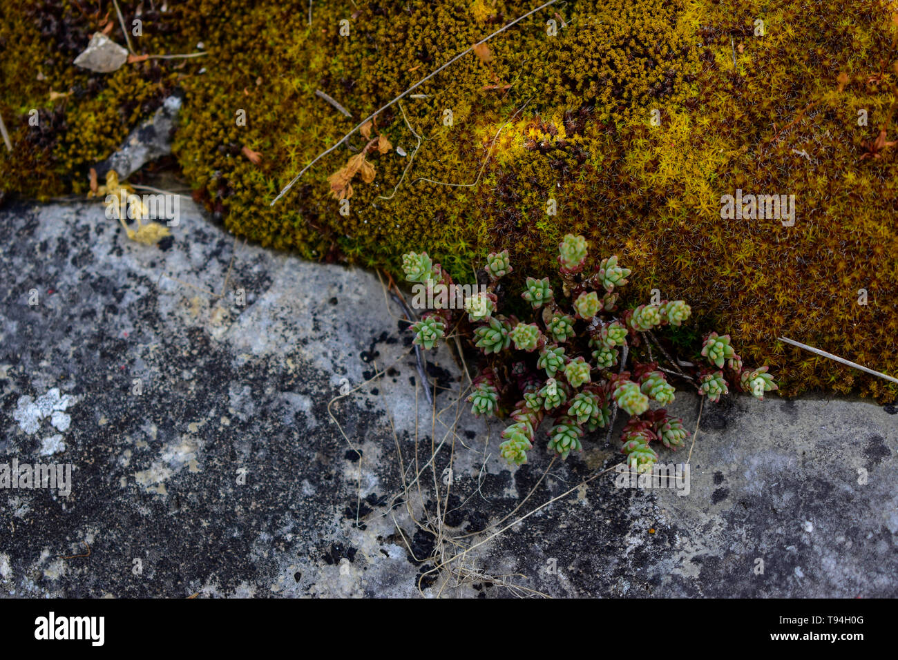 Beautiful stone patterns hi-res stock photography and images - Alamy