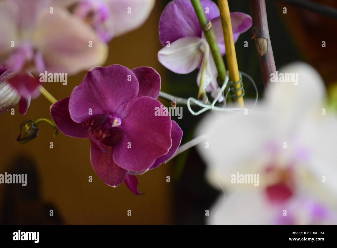 Most beautiful orchid hi-res stock photography and images - Alamy