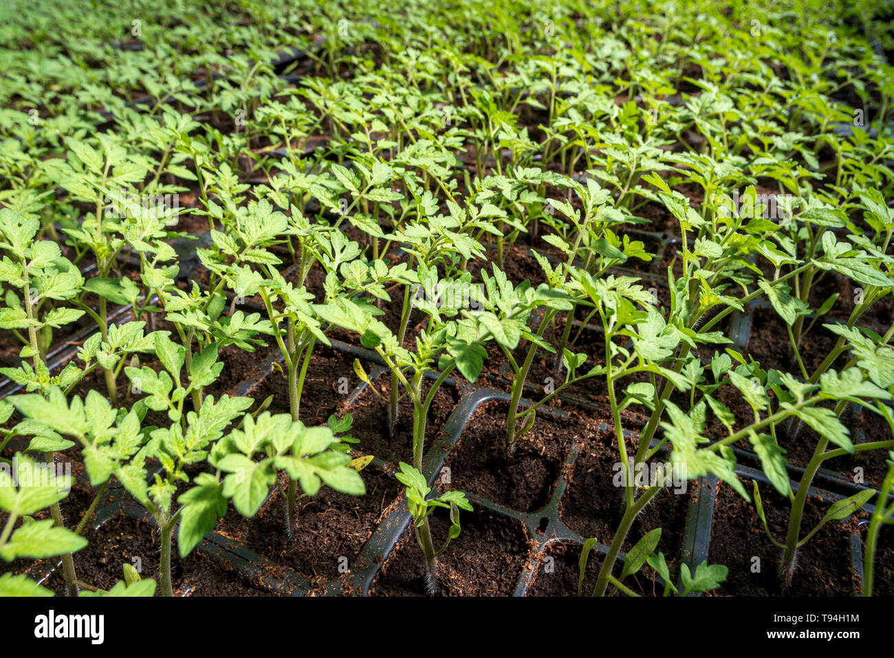 Tomato seedling trays hi-res stock photography and images - Alamy