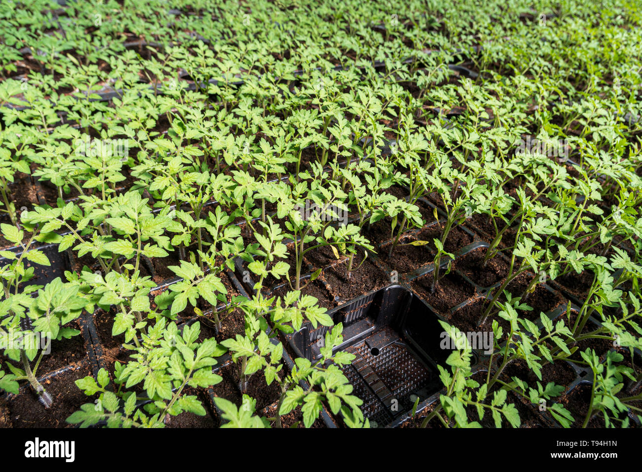 Tomato seedling trays hi-res stock photography and images - Alamy