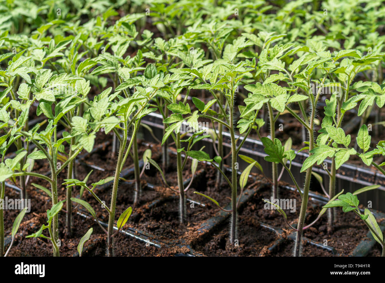 Young tomato cultivation in seed trays Stock Photo - Alamy