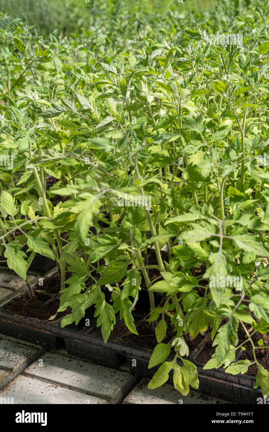 Tomato seedling trays hi-res stock photography and images - Alamy