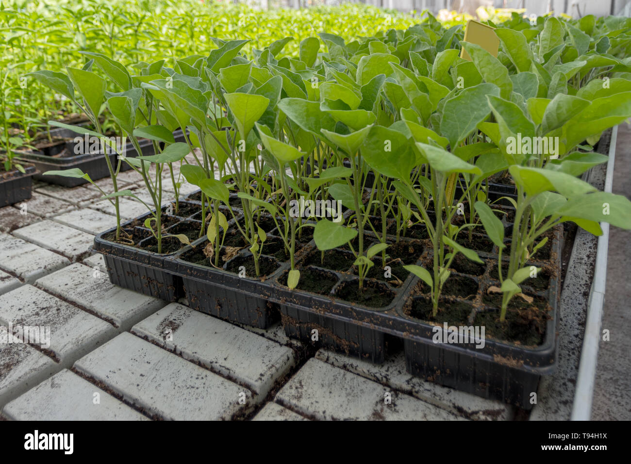 Young eggplant cultivation in seed trays Stock Photo - Alamy