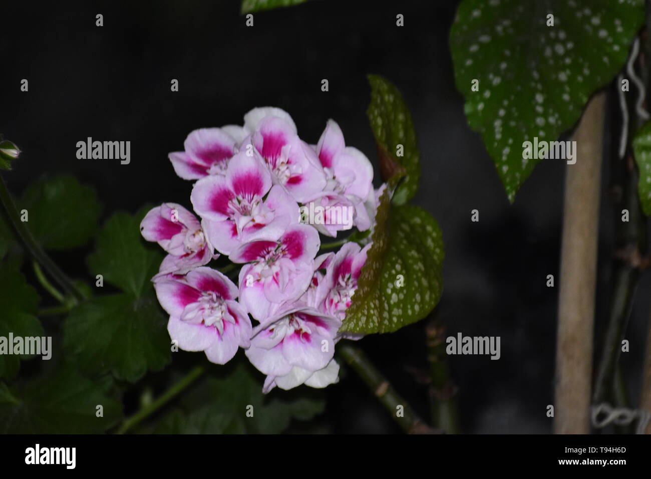 Thawing love hi-res stock photography and images - Alamy