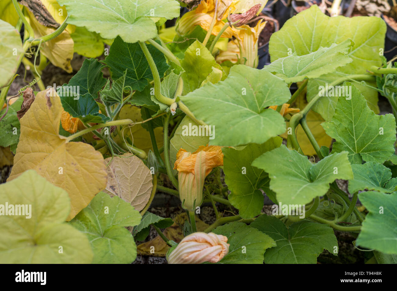 Young squash cultivation in seed trays Stock Photo - Alamy