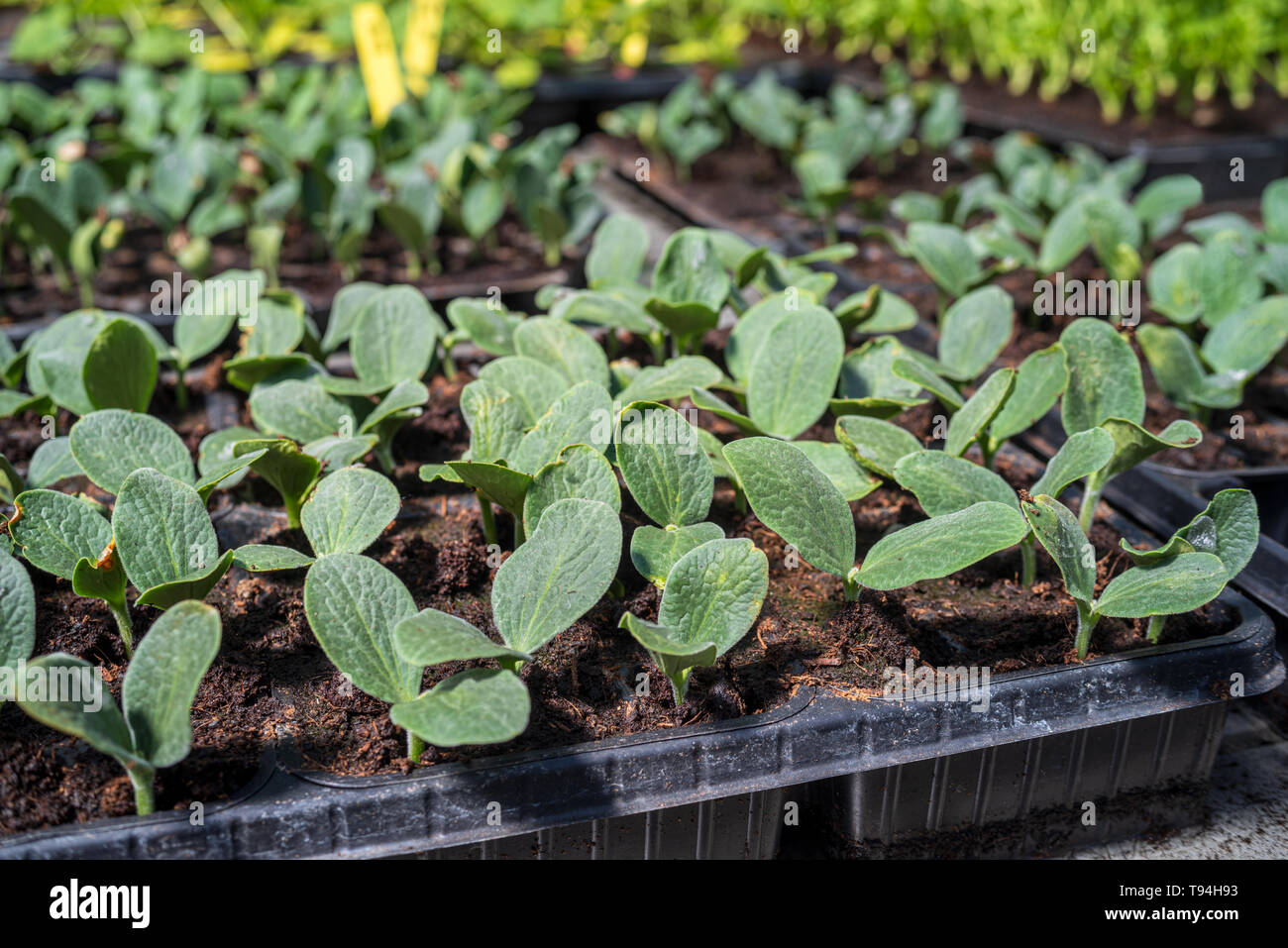 Young squash cultivation in seed trays Stock Photo - Alamy