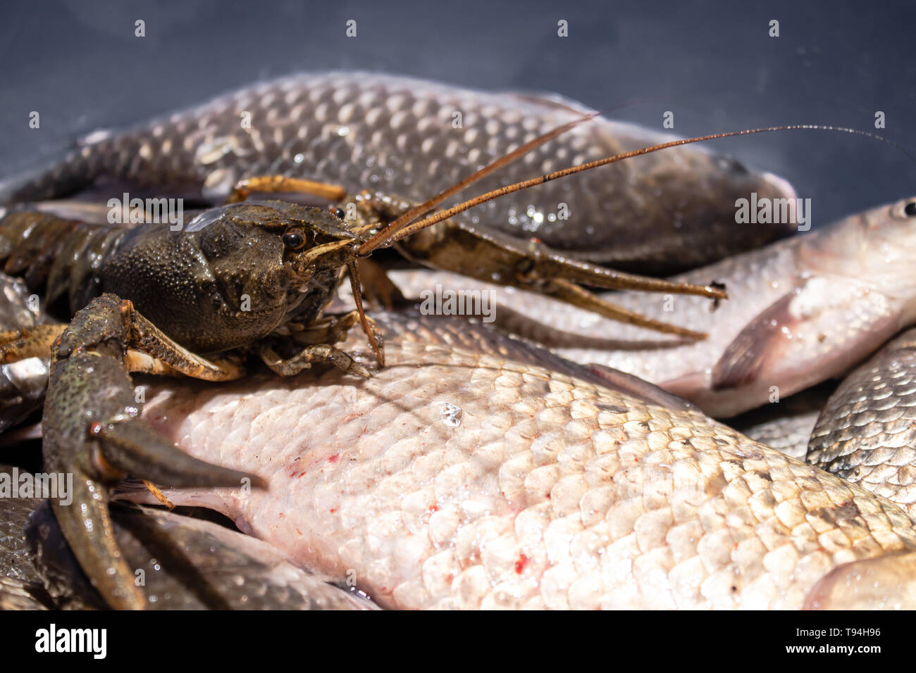 Lively cancer crawls on a big fish close up Stock Photo - Alamy