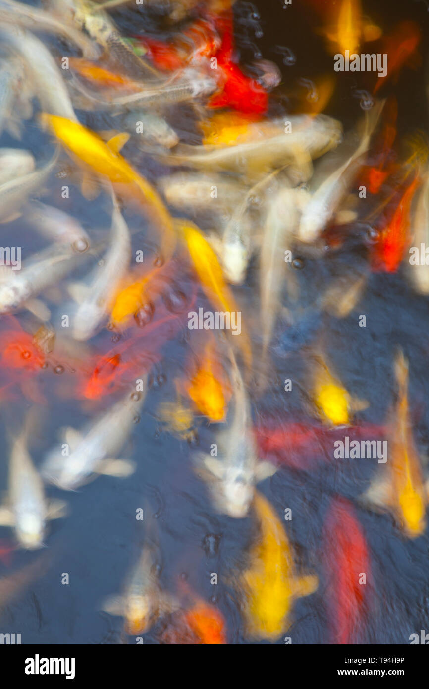 Pez koi. Japón Stock Photo - Alamy