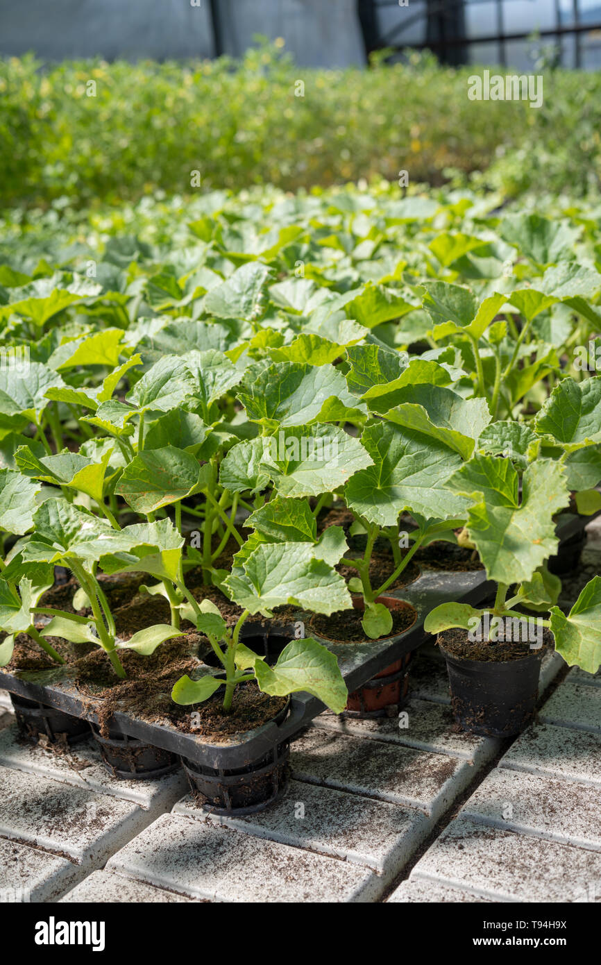 Squash seedlings close hi-res stock photography and images - Alamy