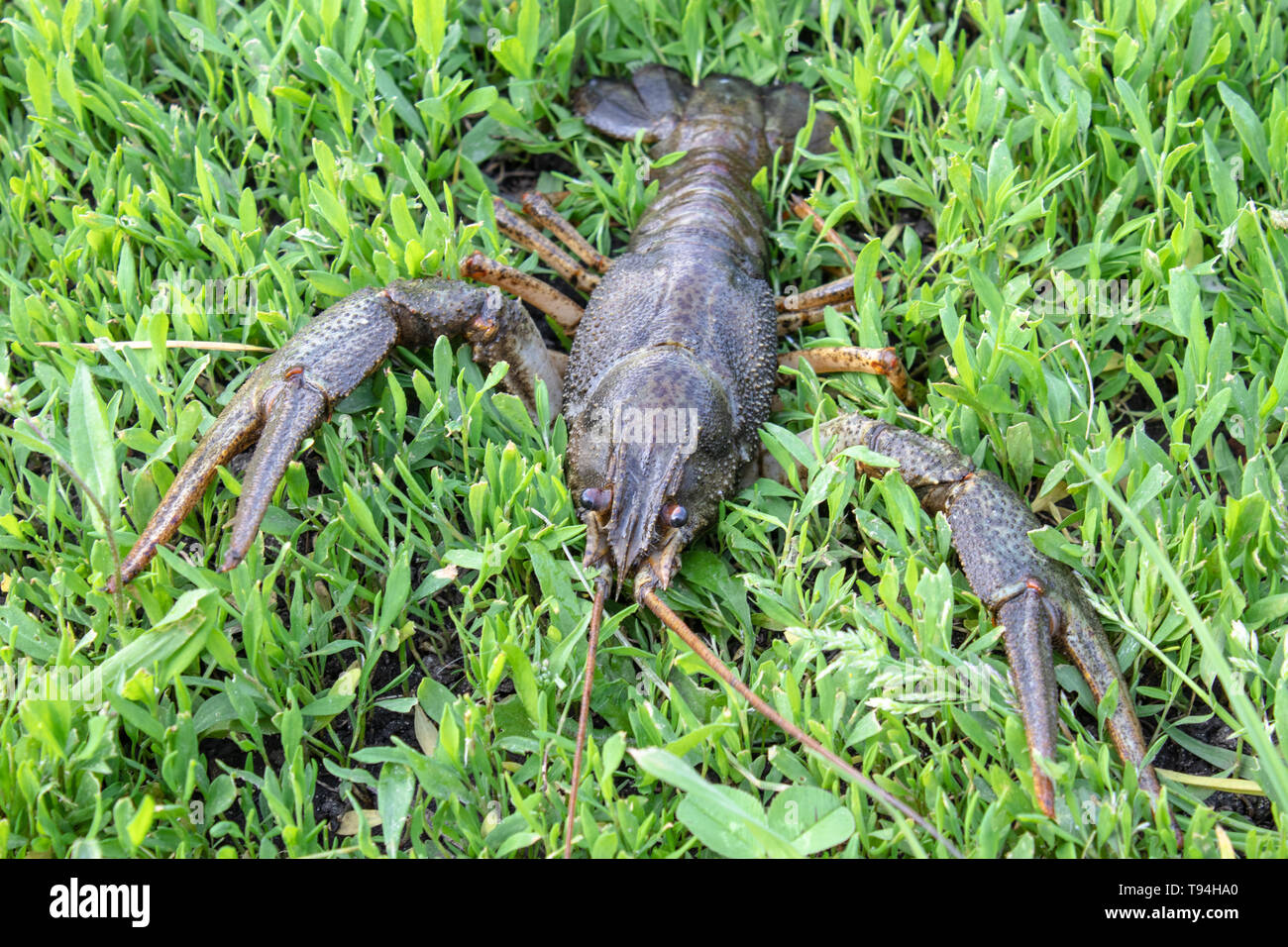 Fresh live cancer on green grass close up Stock Photo - Alamy