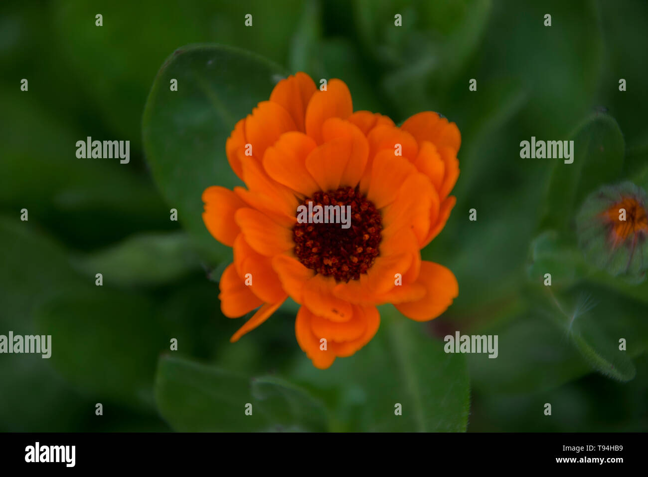 Thawing love hi-res stock photography and images - Alamy
