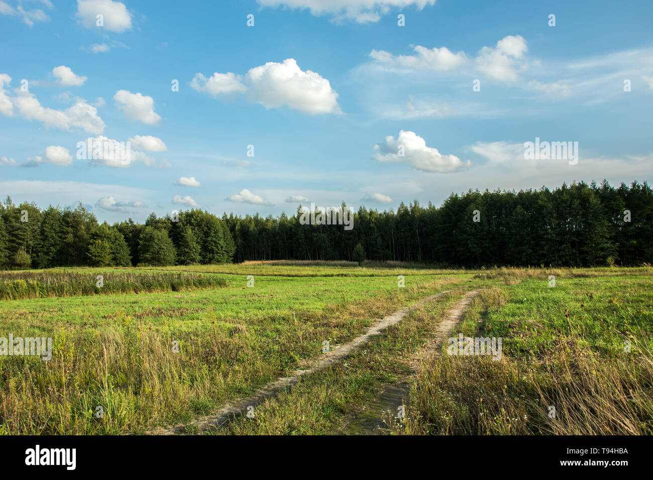 Blue green forest scenic trees hi-res stock photography and images - Alamy