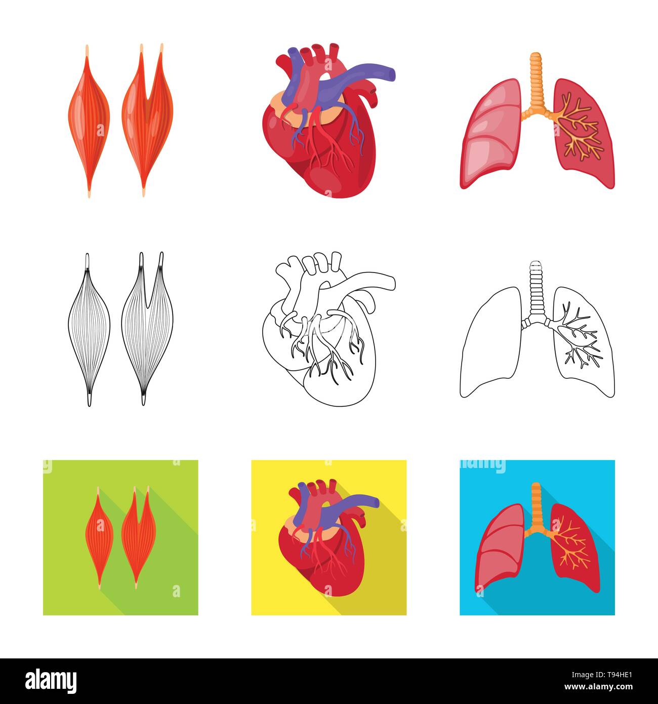 muscle,heart,lung,organs,cardiology,trachea,tissue,cardiovascular ...
