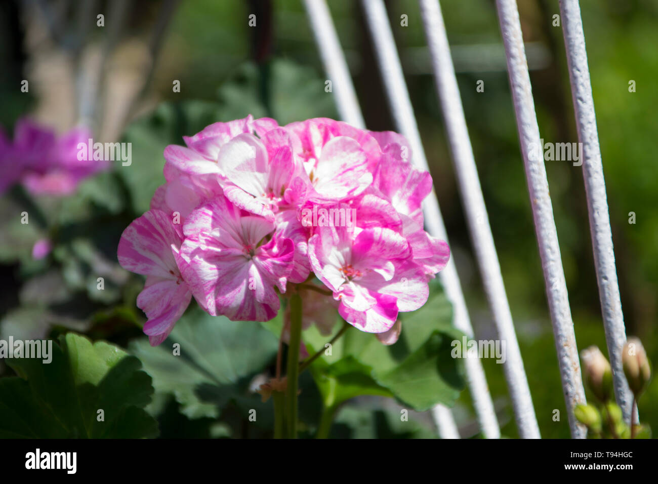 Thawing love hi-res stock photography and images - Alamy