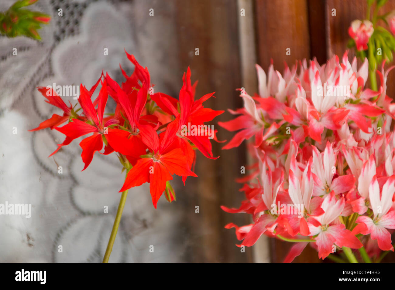 Thawing love hi-res stock photography and images - Alamy