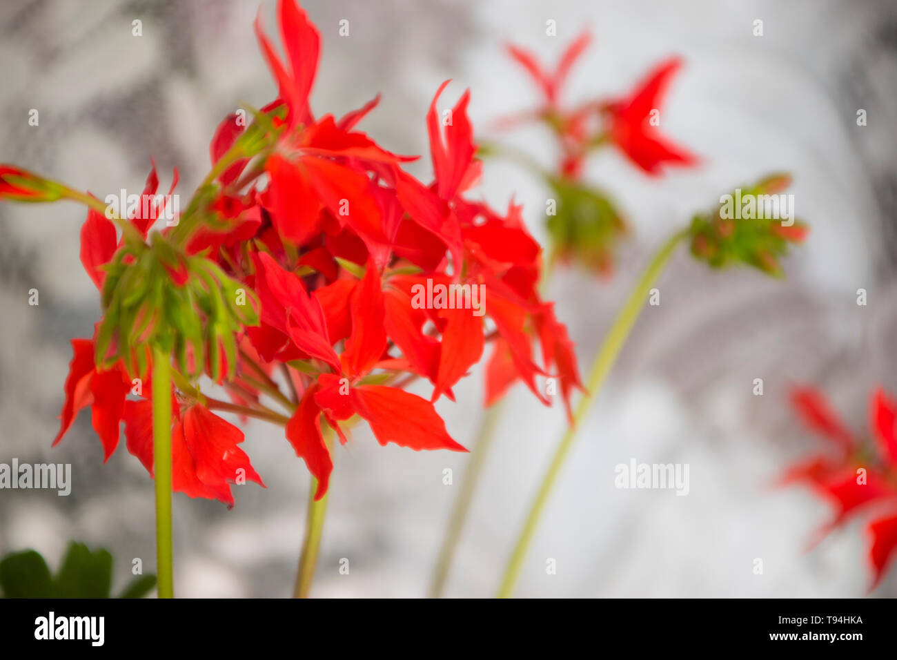 Beautiful garden - home flowers Stock Photo - Alamy