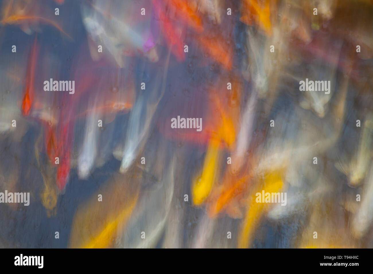 Pez koi. Japón Stock Photo - Alamy