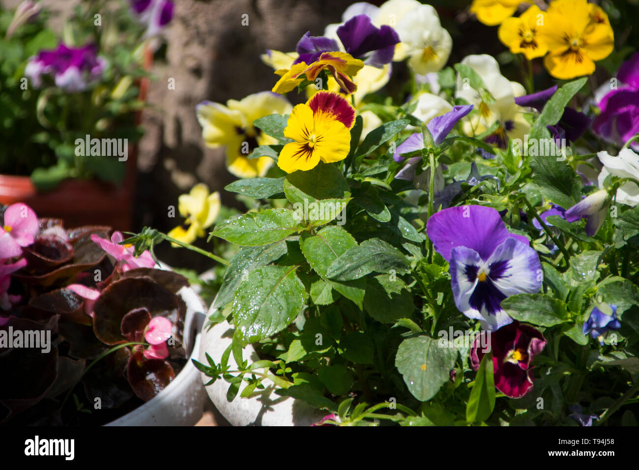 Thawing love hi-res stock photography and images - Alamy