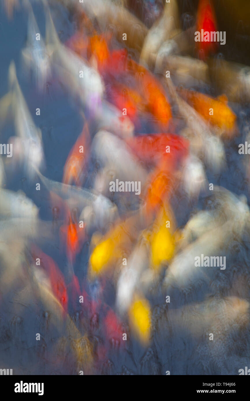 Pez koi. Japón Stock Photo - Alamy