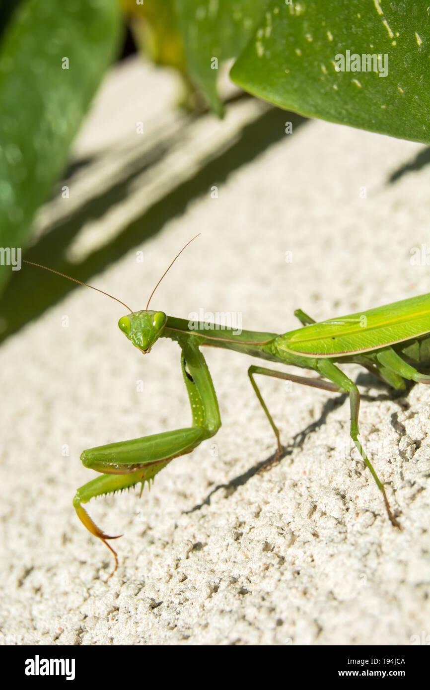 Female green hi-res stock photography and images - Alamy