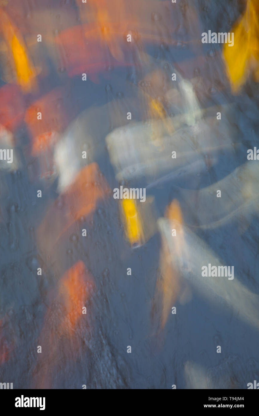 Pez koi. Japón Stock Photo - Alamy