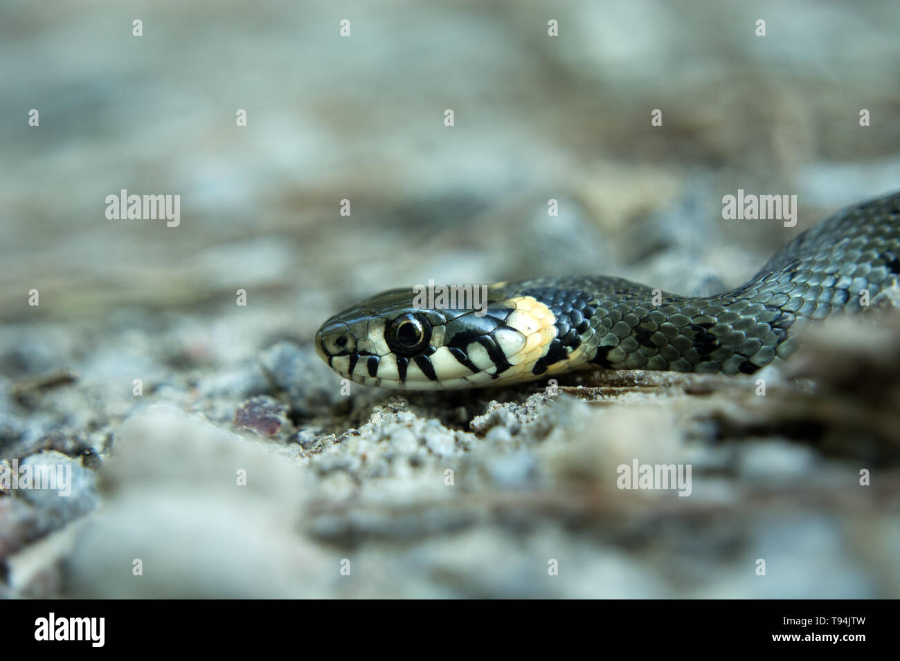 Grass snake crawling on the ground - close-up Stock Photo - Alamy