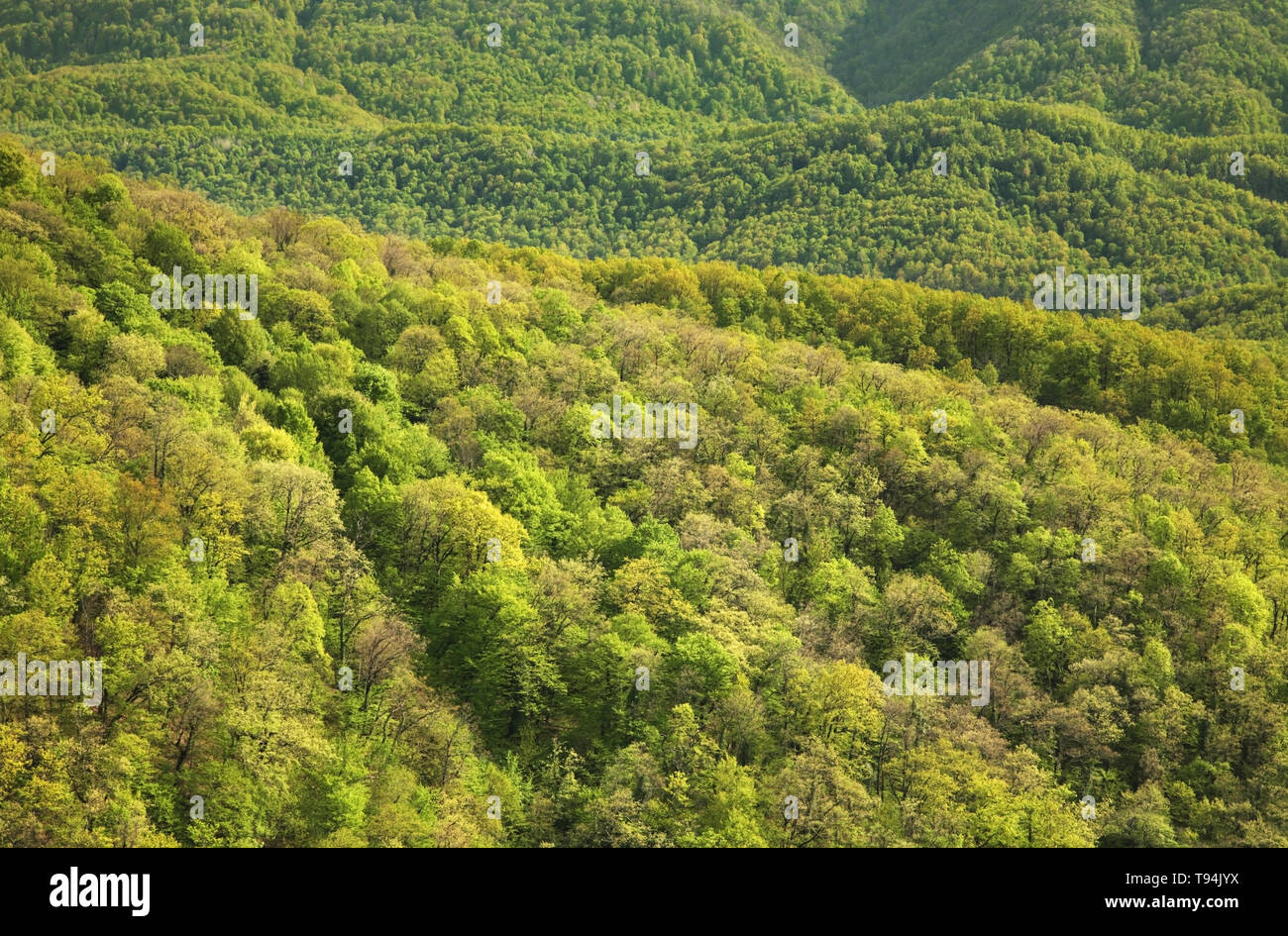 Landscape near Vozrozhdenie village and Gelendzhik town. Krasnodar Krai ...