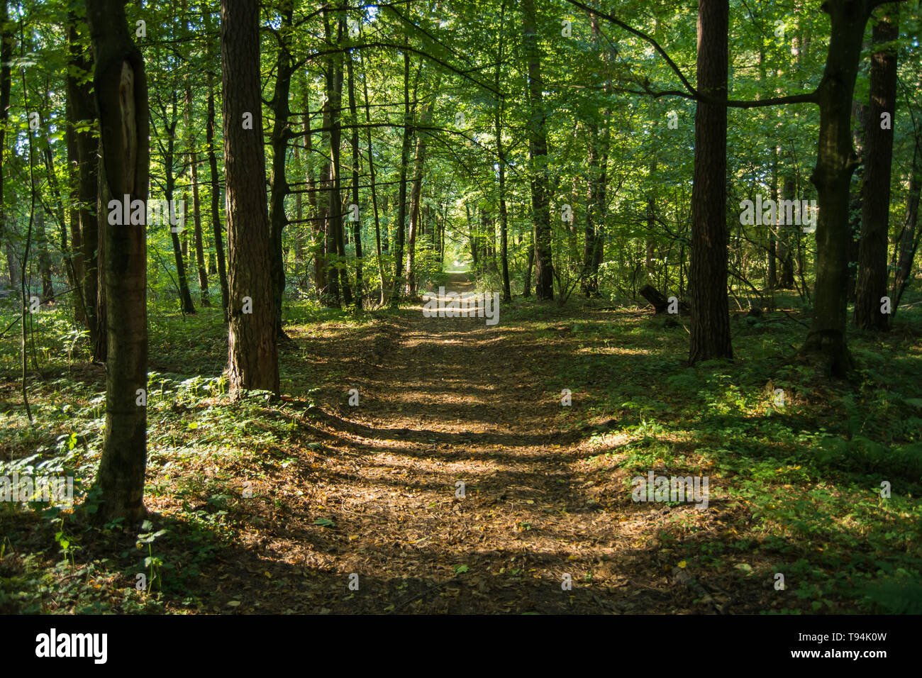 Beauty trees hi-res stock photography and images - Alamy