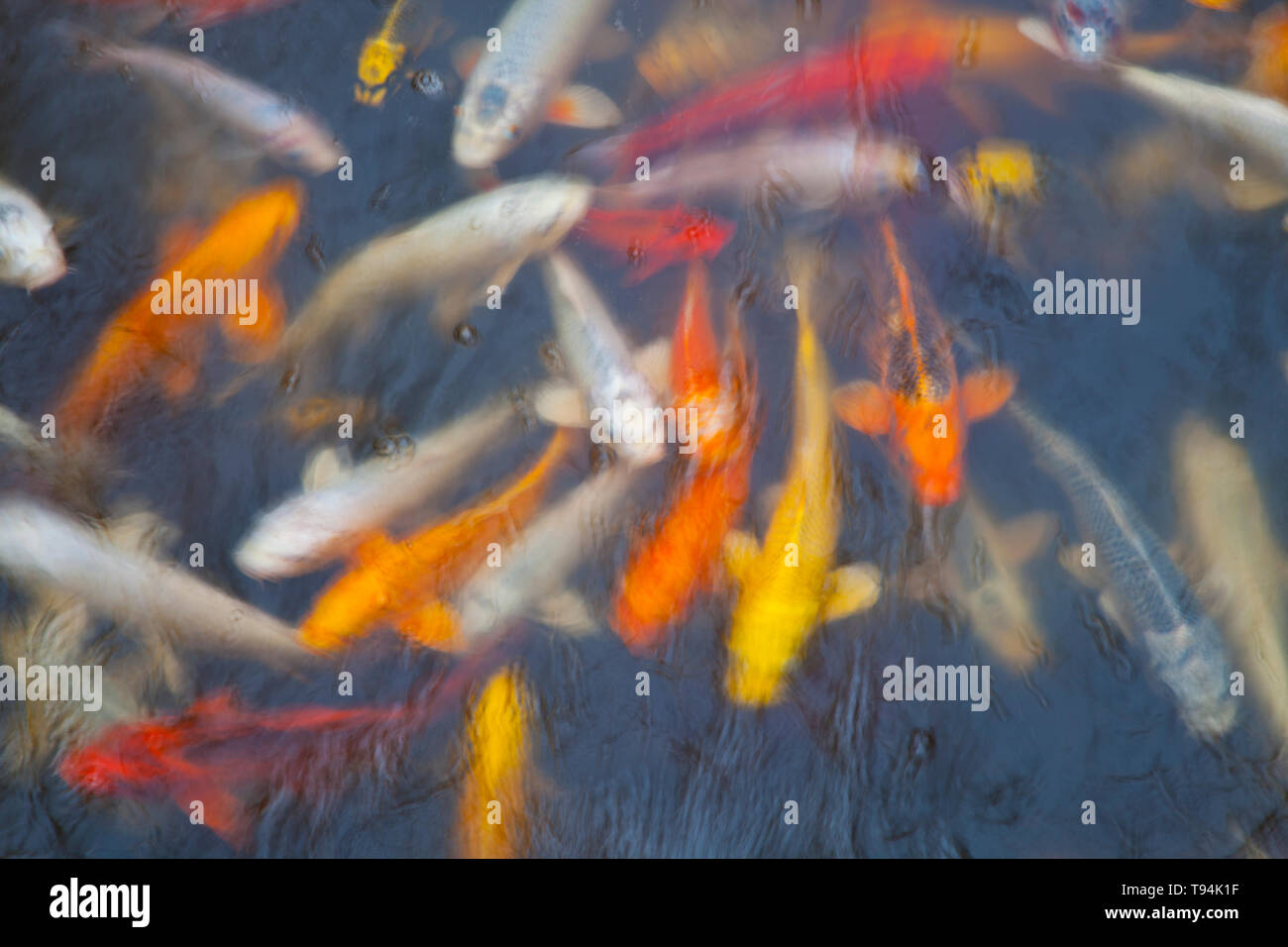 Pez koi. Japón Stock Photo - Alamy