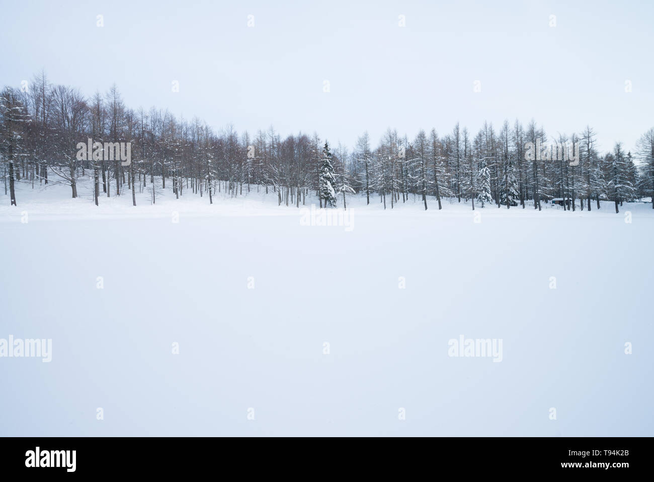 Beech scene hi-res stock photography and images - Alamy