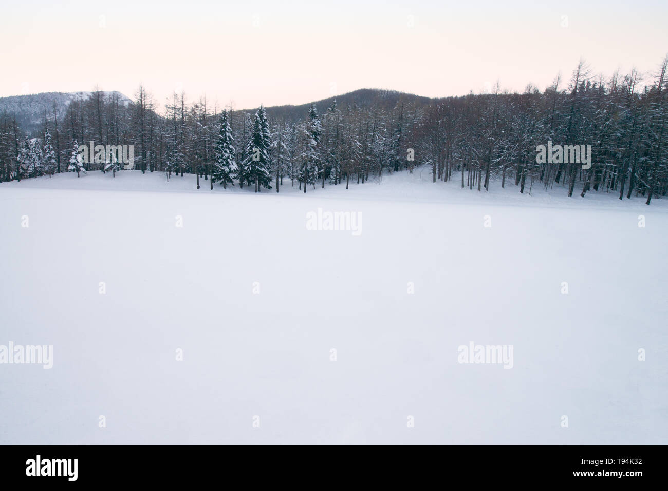 Beech scene hi-res stock photography and images - Alamy