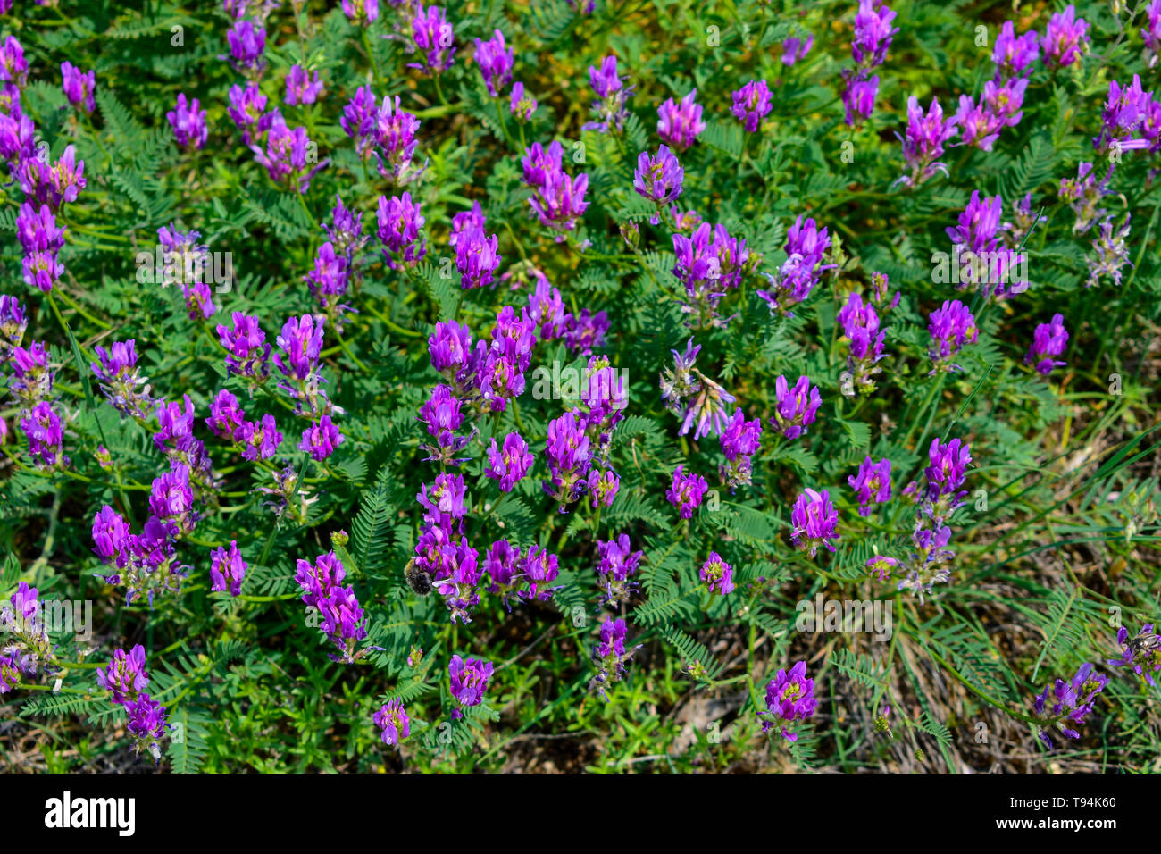 Beautiful garden - home flowers Stock Photo - Alamy