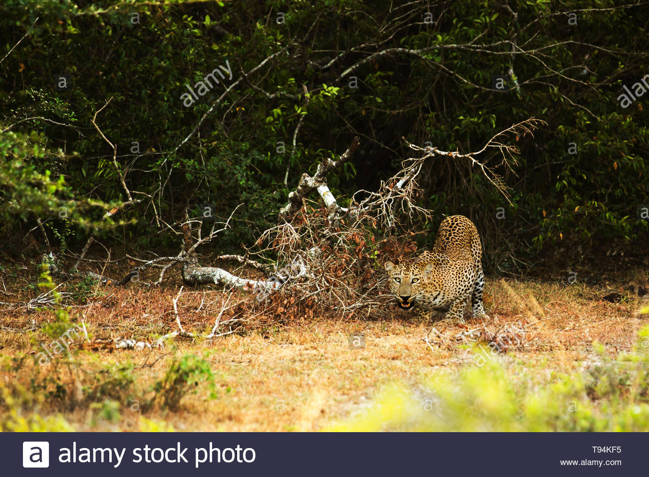Biodiversity Hotspot Stock Photos & Biodiversity Hotspot Stock Images ...