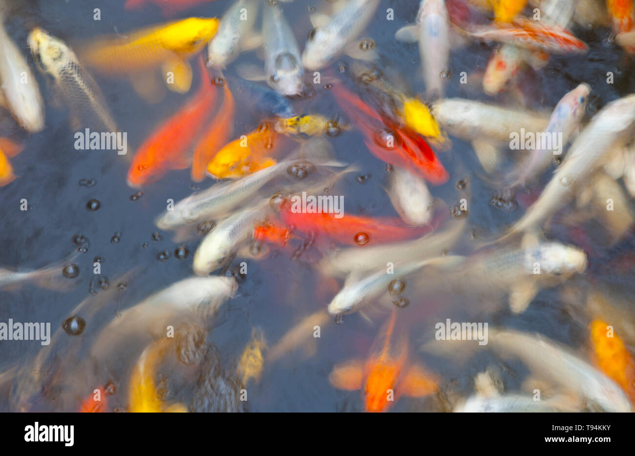 Pez koi. Japón Stock Photo - Alamy