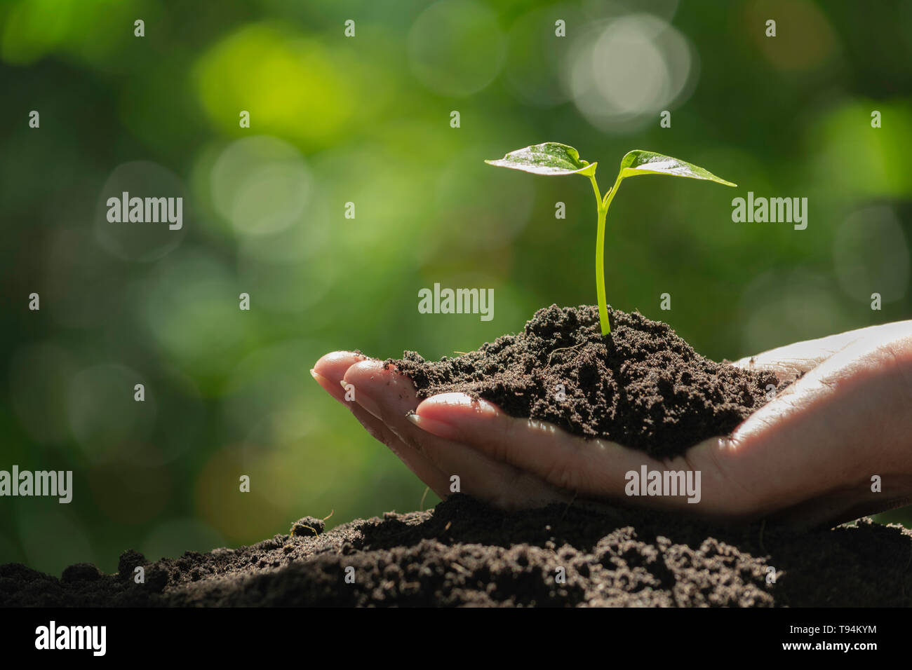 Hand holding a green and small plant. Green fresh plants on nature ...
