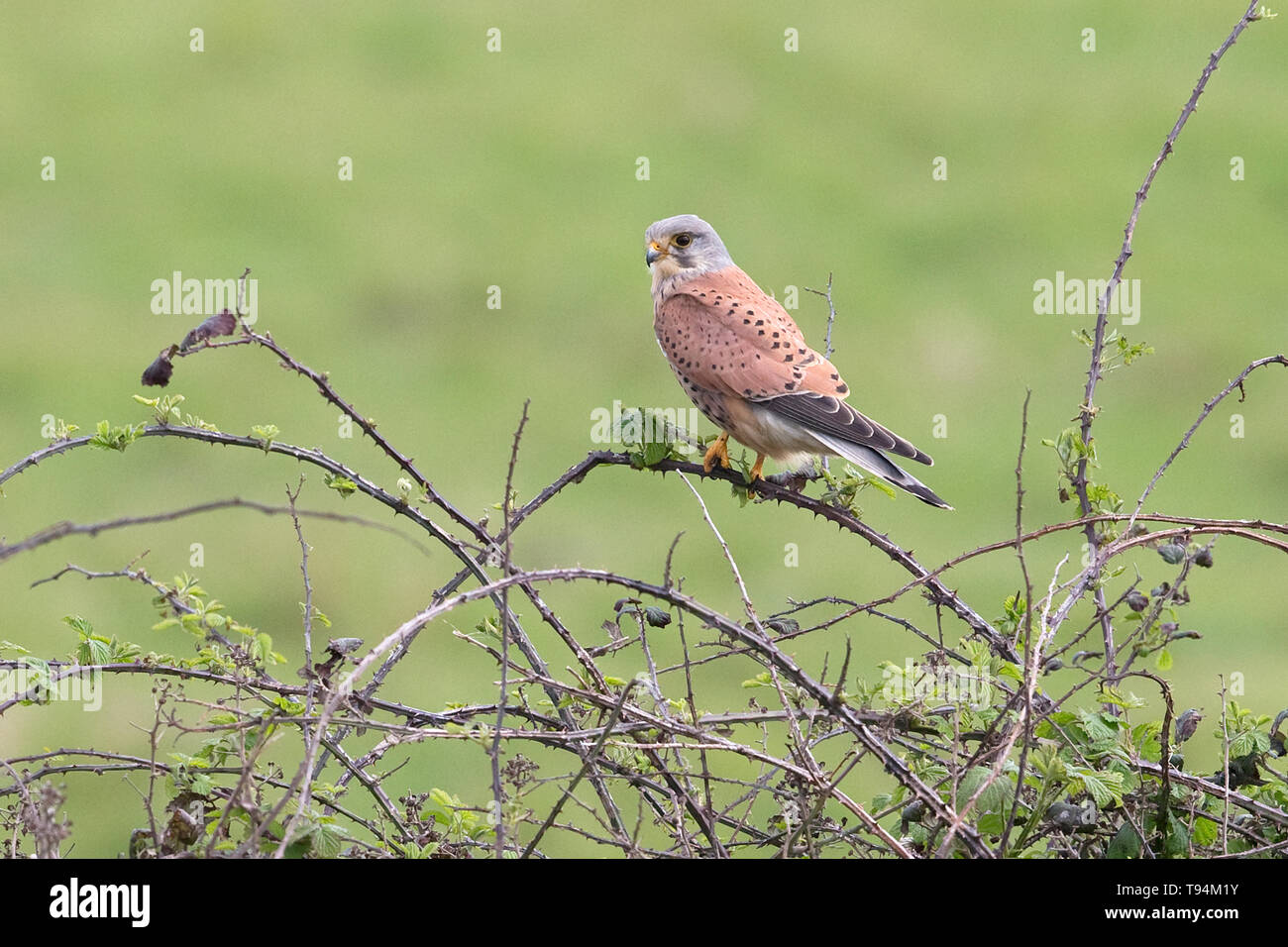Common Kestrel (Falco tinnunculus Stock Photo - Alamy