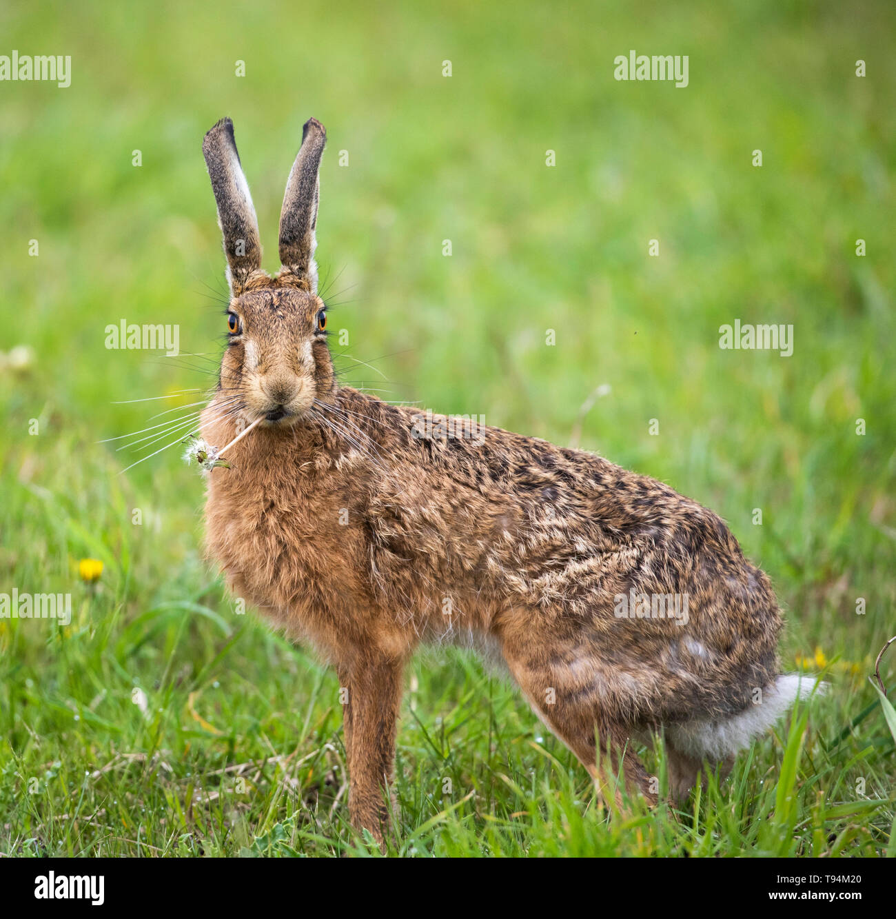 Hare eating dandelion clock hi-res stock photography and images - Alamy