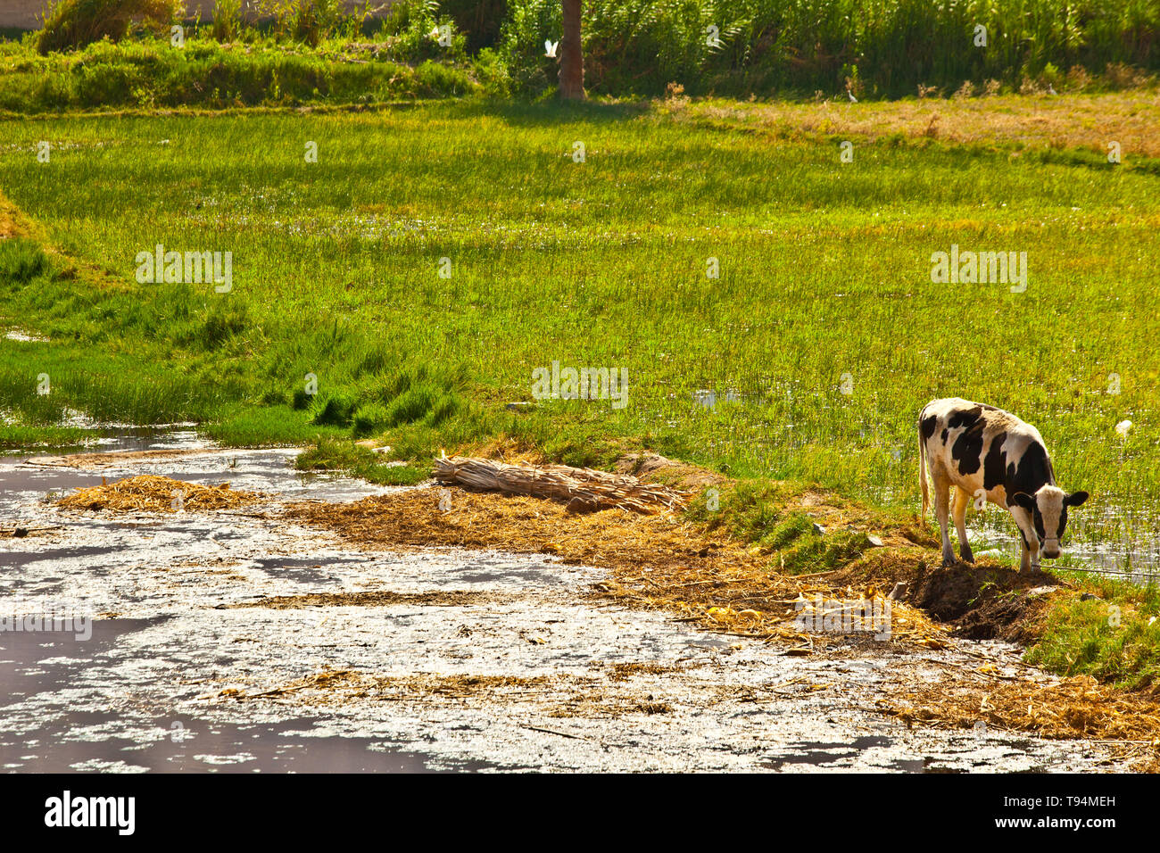 Cows in a valley of Peru Stock Photo - Alamy