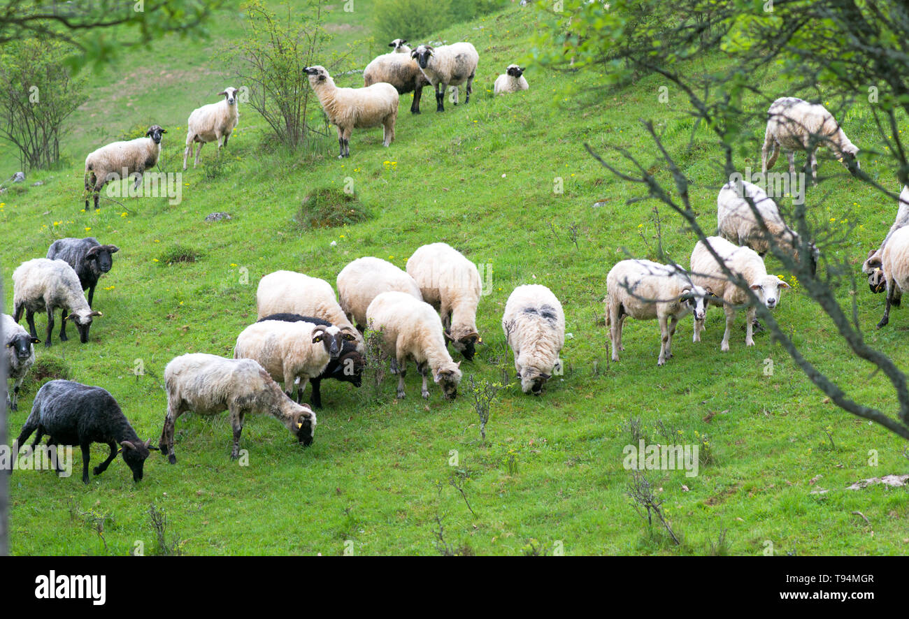 Sheep green pasture hi-res stock photography and images - Alamy