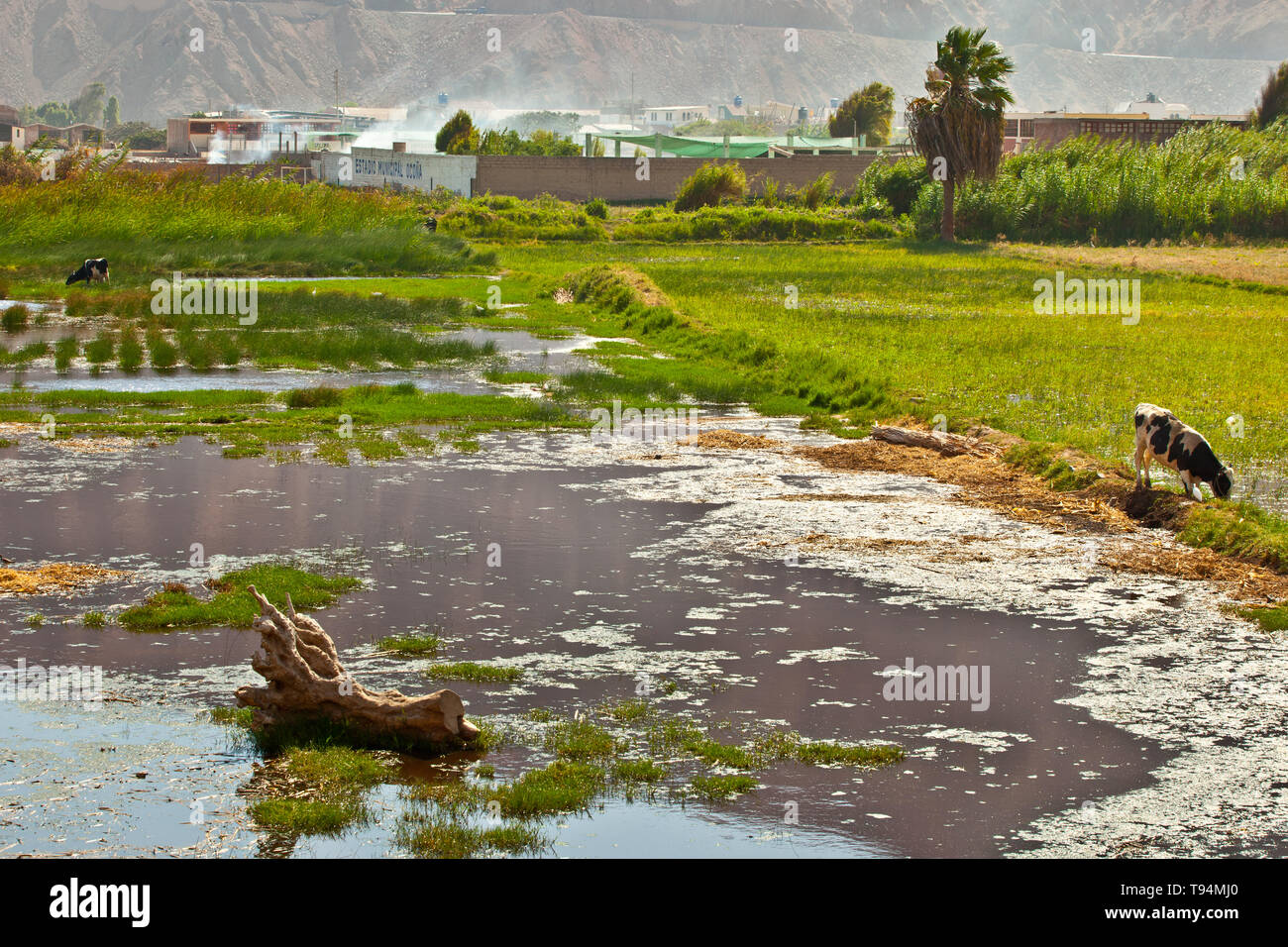 Cows in a valley of Peru Stock Photo - Alamy