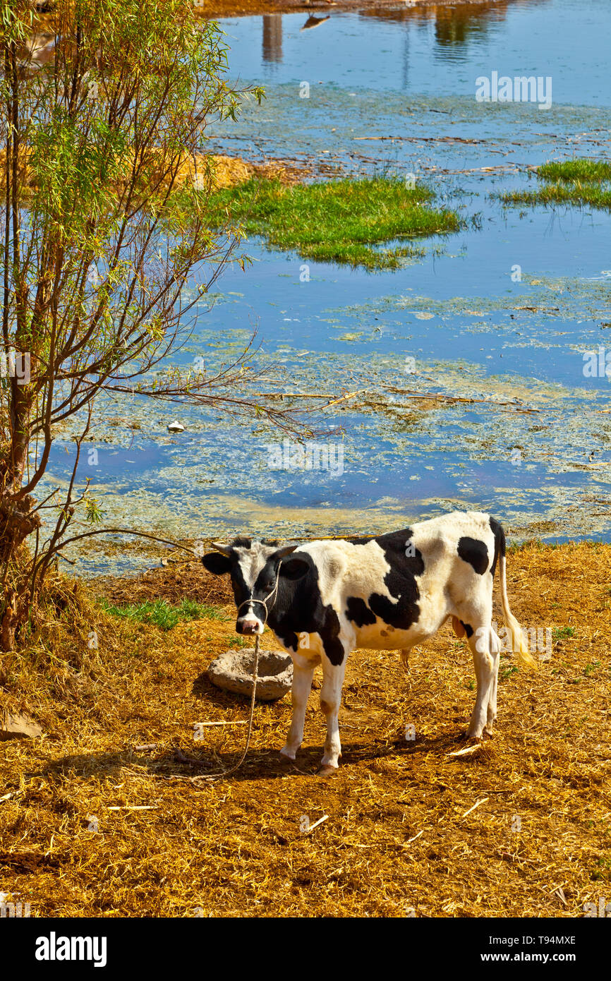 Cows in a valley of Peru Stock Photo - Alamy