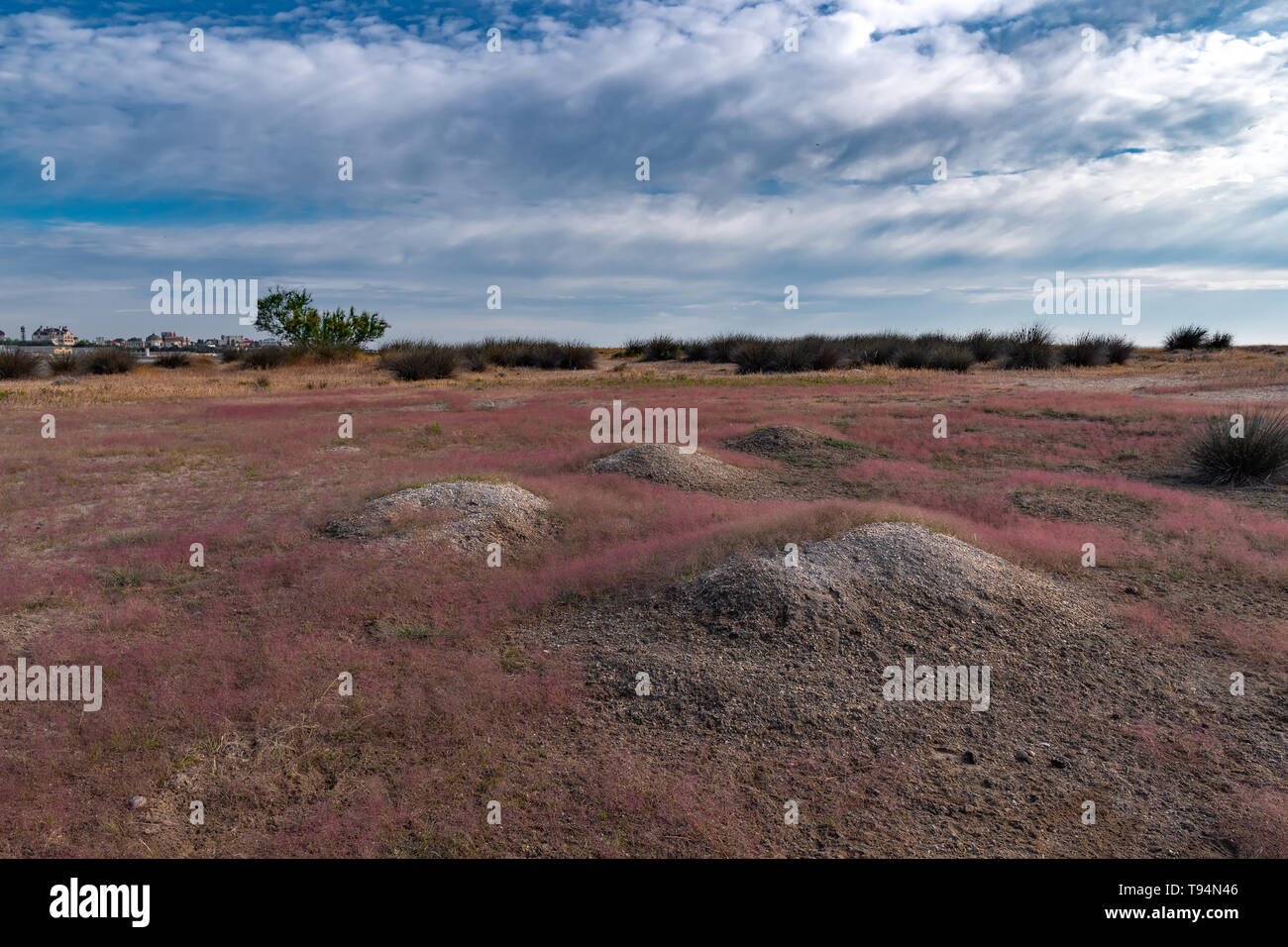 Pink grass hi-res stock photography and images - Alamy